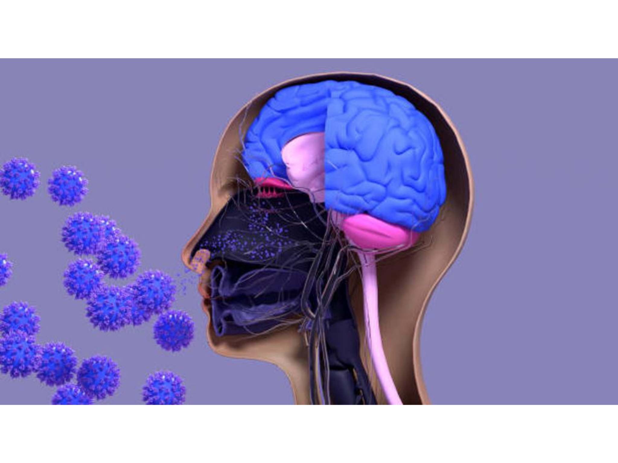 A Case Of Shrunken Brains: How Covid-19 May Damage Brain Cells - Elite ...